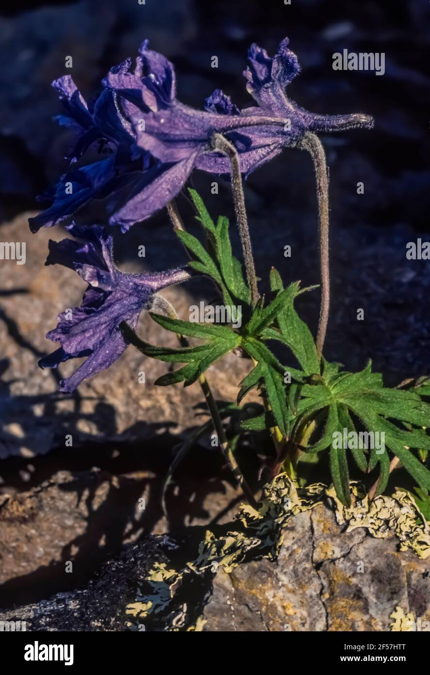 Northern Larkspur, Delphinium brachycentrum, flowering in arctic tundra ...