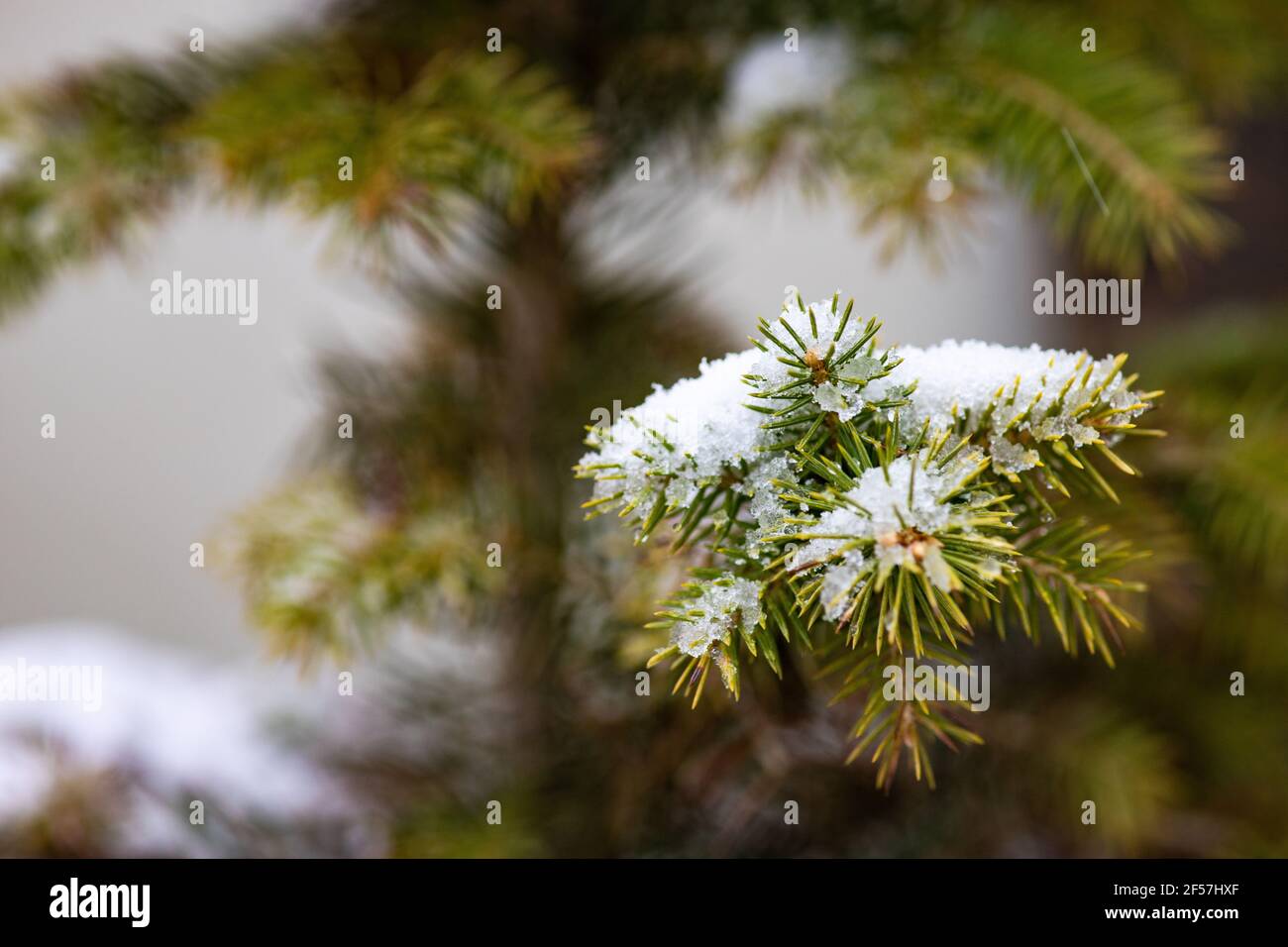 Fir tree needles covered with snow Stock Photo - Alamy