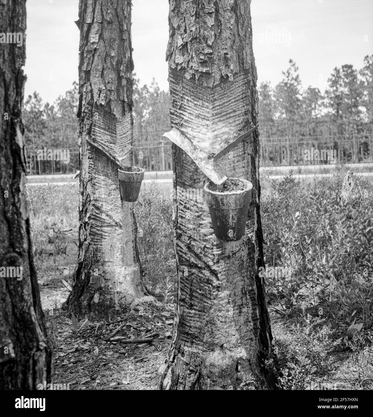 Turpentine pine trees. Northern Florida. July 1936. Photograph by ...