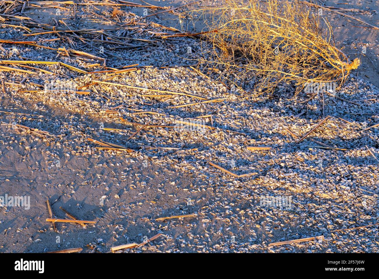 Michigan invasive species hi-res stock photography and images - Alamy