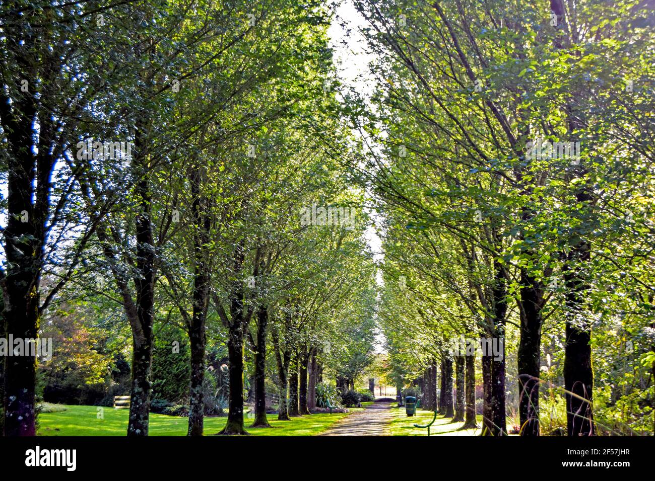 Limerick green hi-res stock photography and images - Alamy