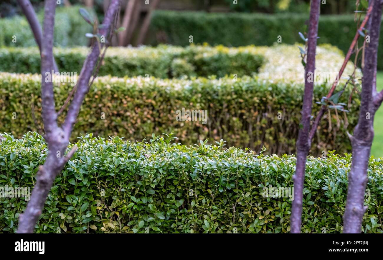 Asian box tree caterpillar hi-res stock photography and images - Alamy