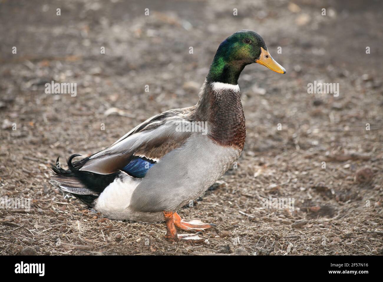 Standing duck hi-res stock photography and images - Alamy