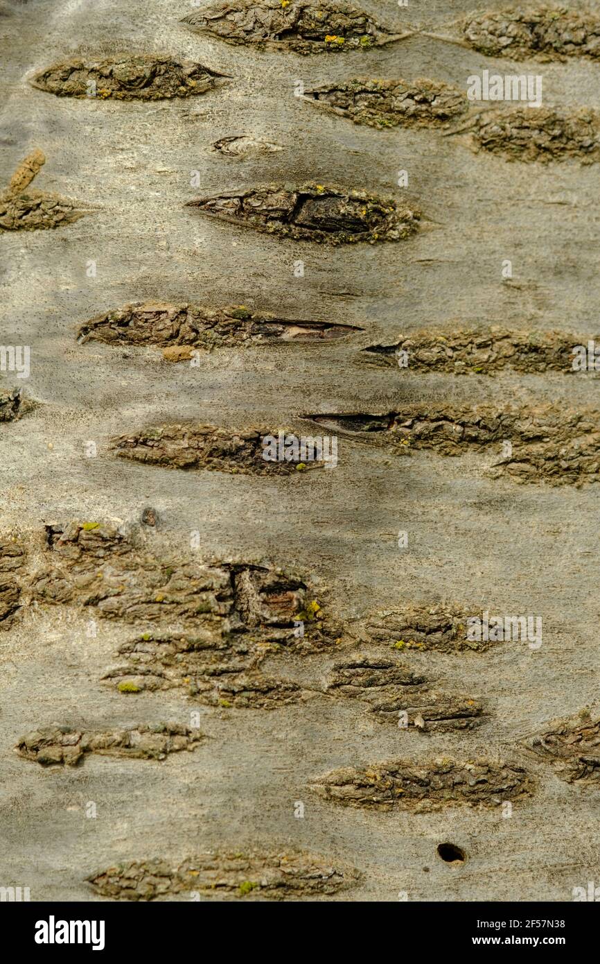 Close up shot of a peeled texture of a tree Stock Photo - Alamy