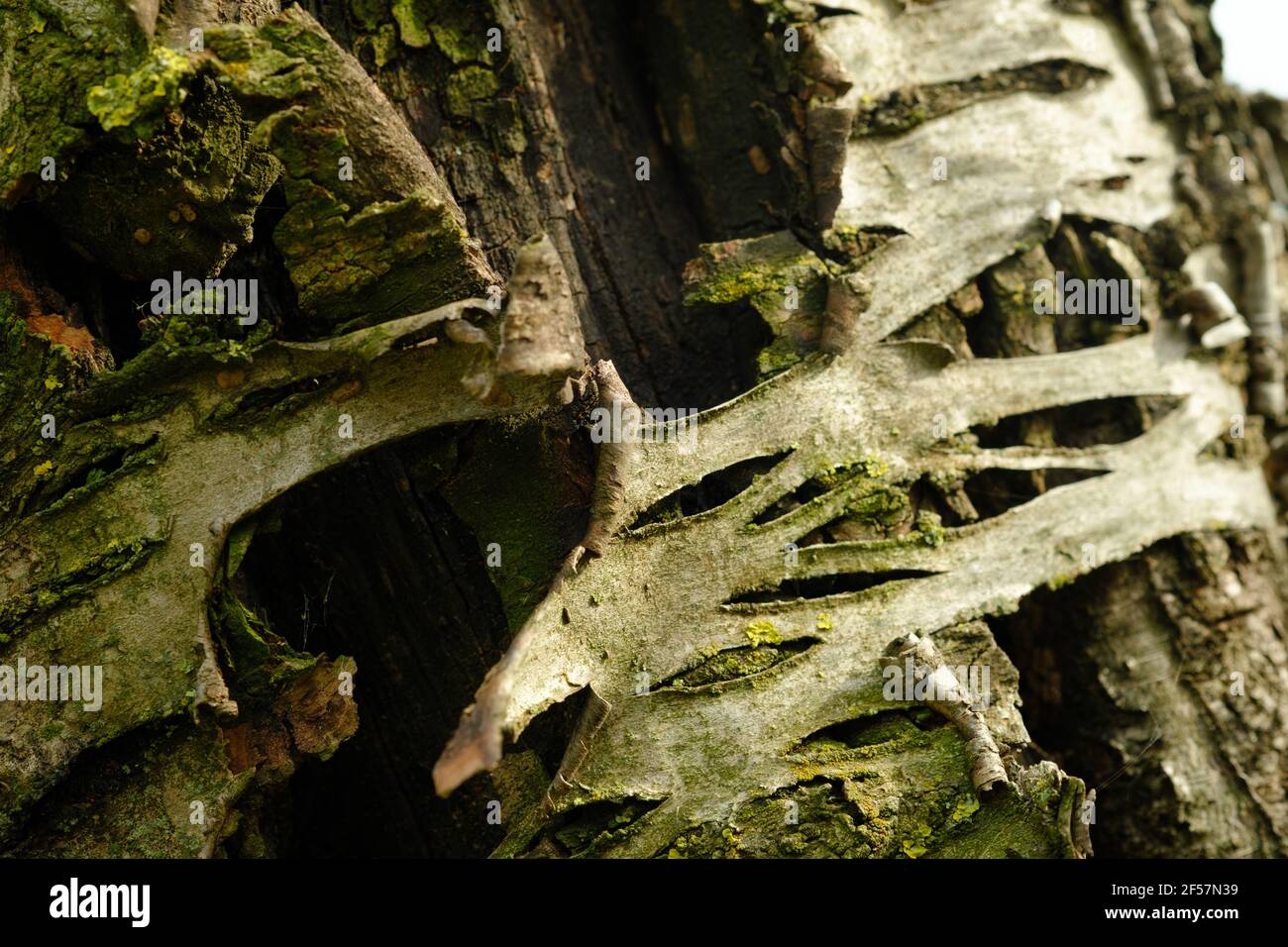 Close up shot of a peeled texture of a tree Stock Photo - Alamy