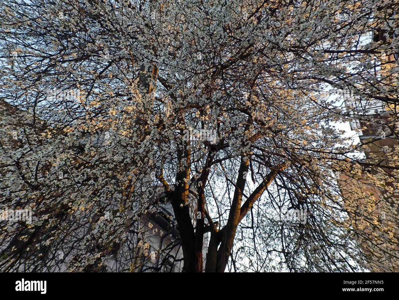 Cherry blossom tree and blossom tree fully grown in Krakow city located ...