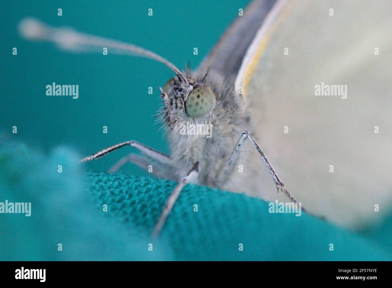 Moth macro photography hi-res stock photography and images - Alamy