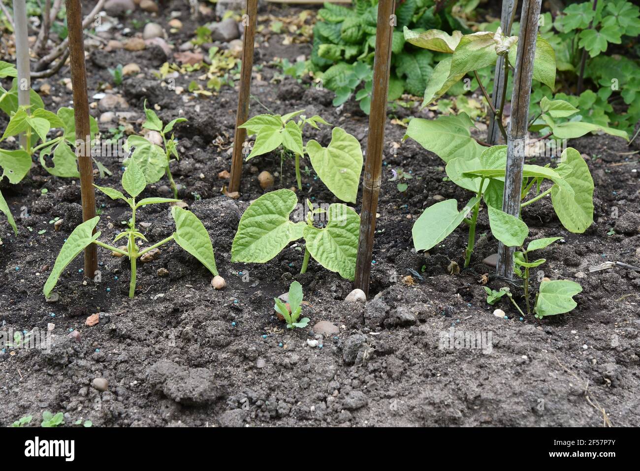 Five green beans hi-res stock photography and images - Alamy