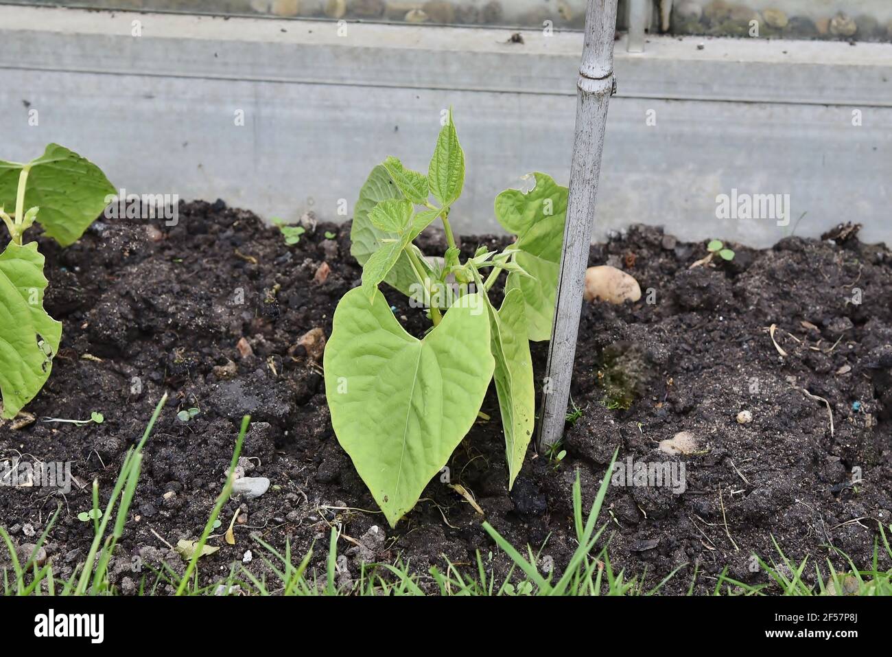 French beans growing hi-res stock photography and images - Alamy