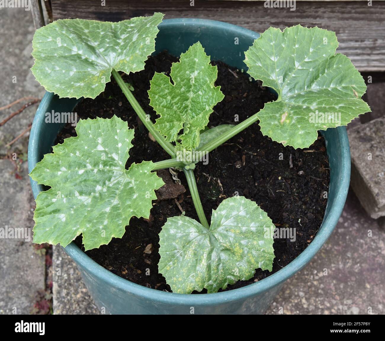 Plant courgette container hi-res stock photography and images - Alamy