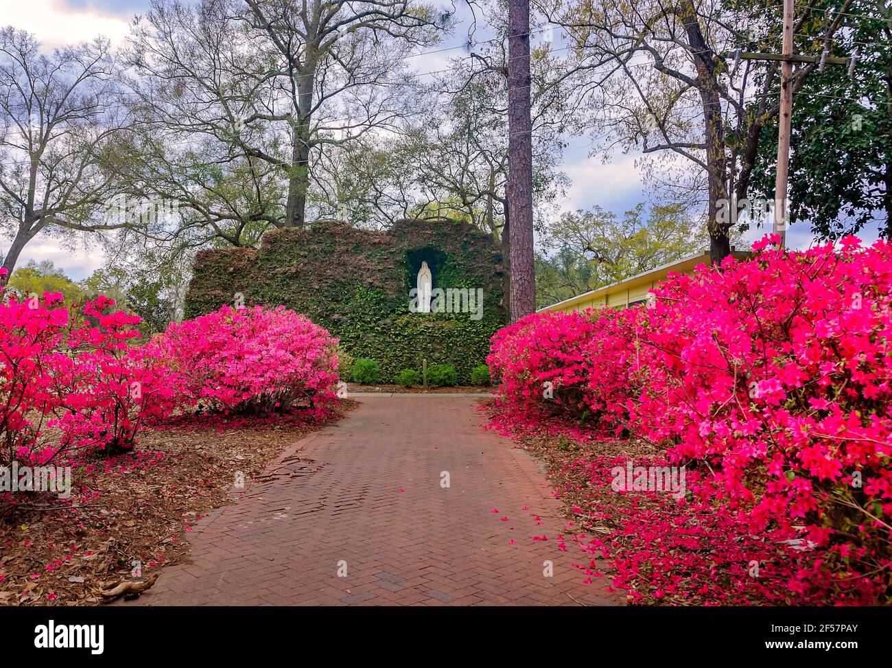Pink azaleas bloom at the Grotto of Lourdes at Spring Hill College ...