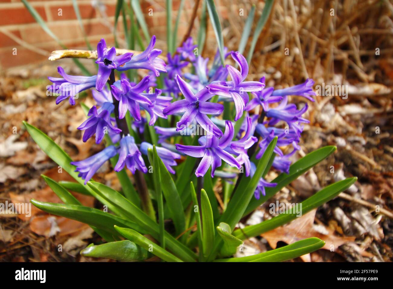 Purple Hyacinths (Hyacinthus Orientalis Stock Photo - Alamy