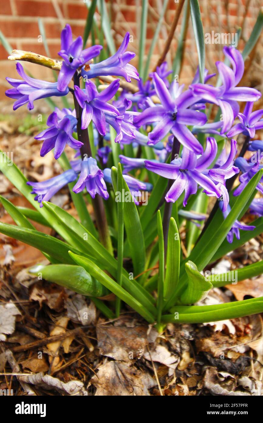 Purple Hyacinths (Hyacinthus Orientalis Stock Photo - Alamy