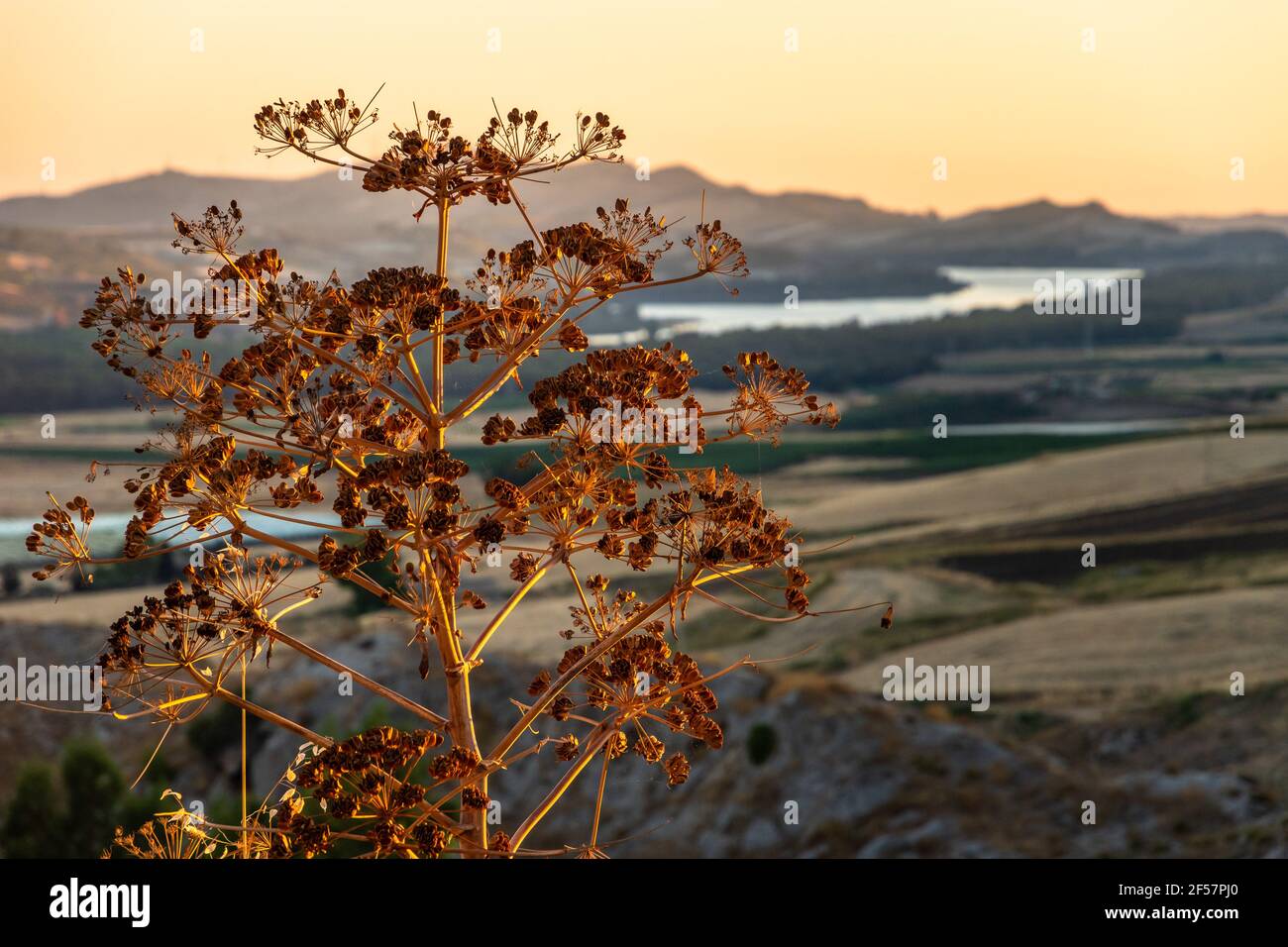 Naro hi-res stock photography and images - Alamy