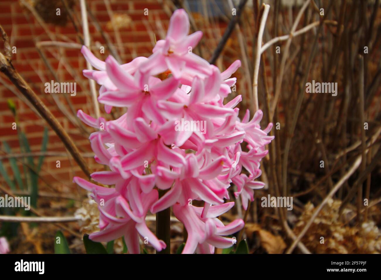 Pink Hyacinths (Hyacinthus Orientalis Stock Photo - Alamy