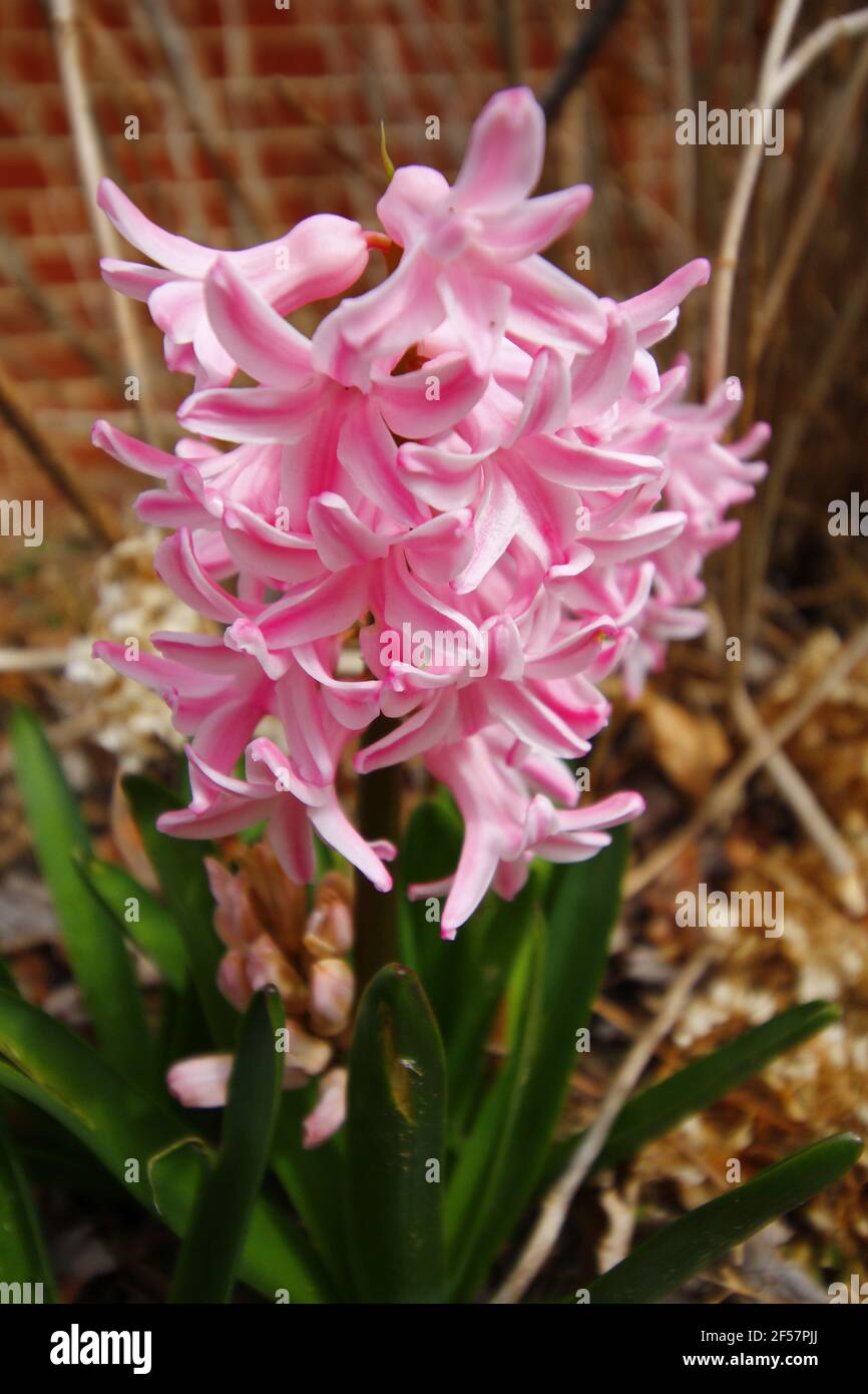 Pink Hyacinths (Hyacinthus Orientalis Stock Photo - Alamy