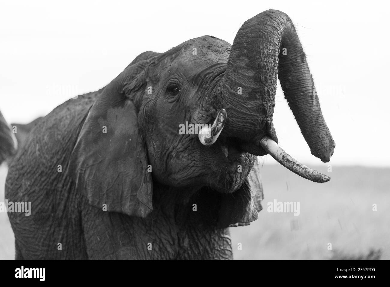 Africa amazing Black and White Stock Photos & Images - Alamy