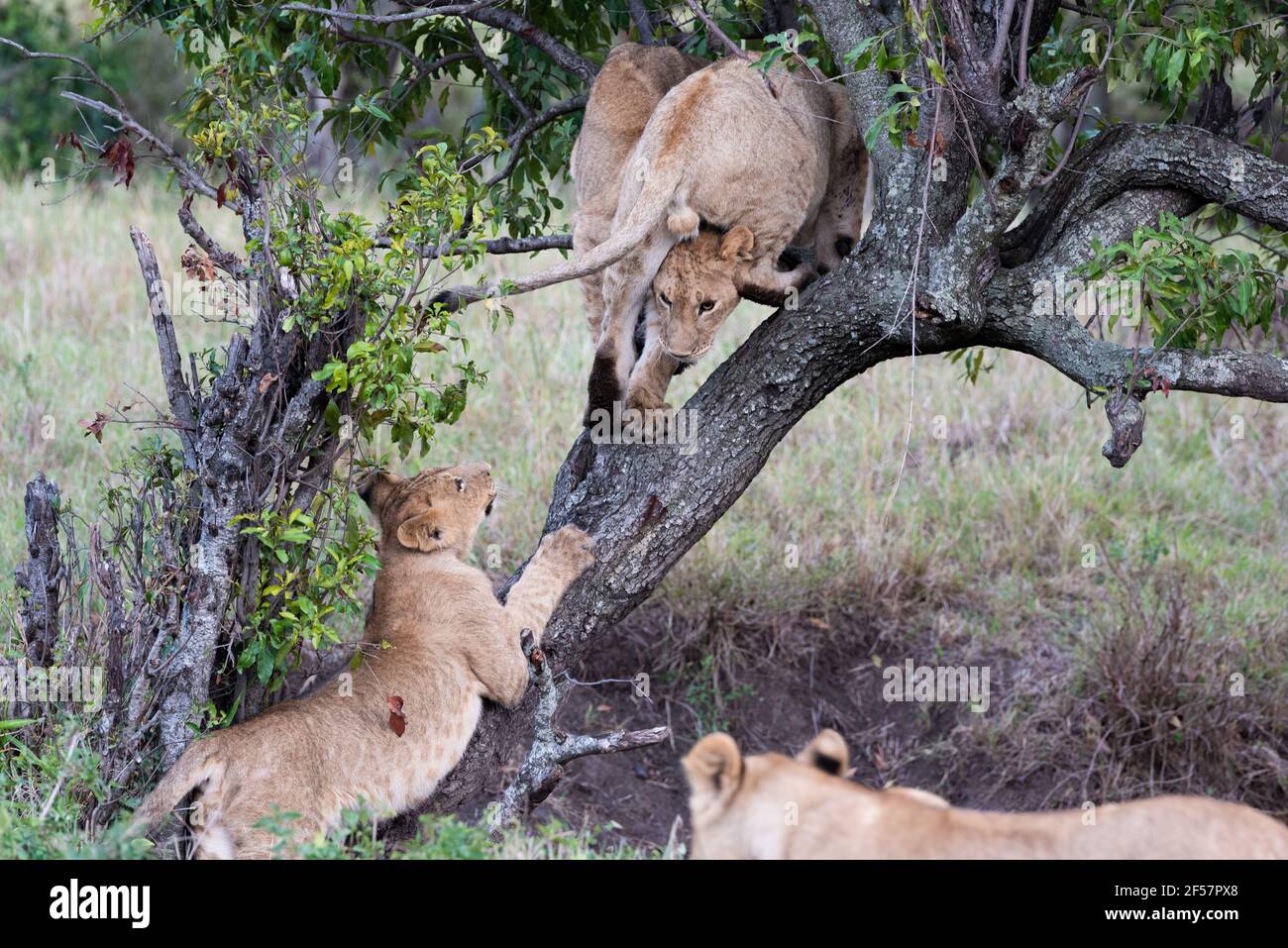 Beautiful shot of lionesses on a tree in the savannah Stock Photo - Alamy