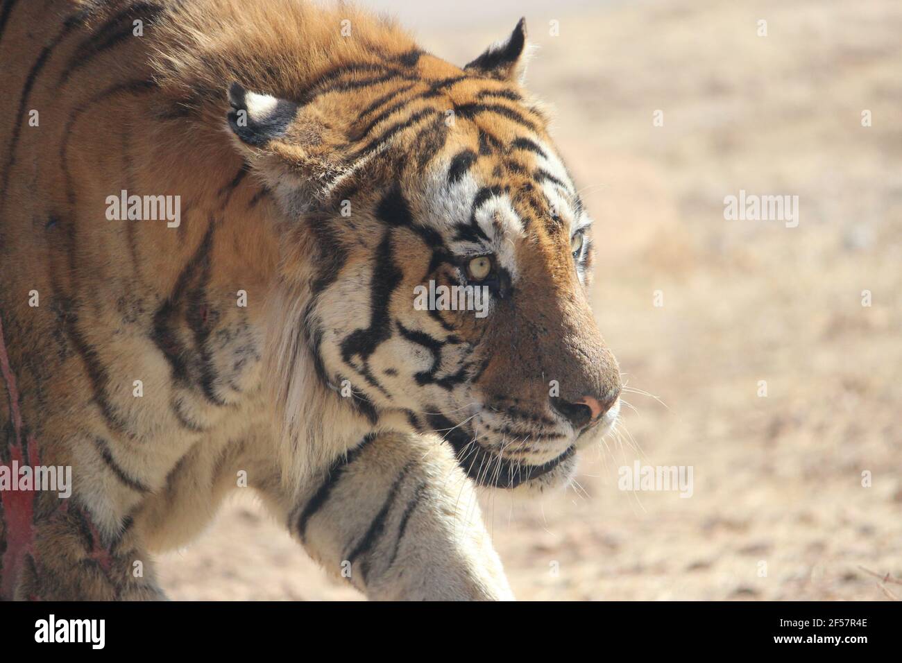 Tiger profile hi-res stock photography and images - Alamy