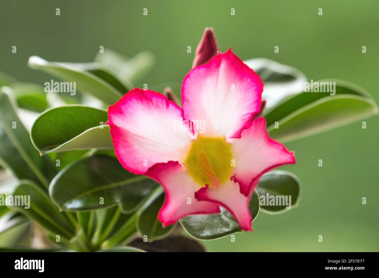 Closeup shot adenium flower hi-res stock photography and images - Alamy