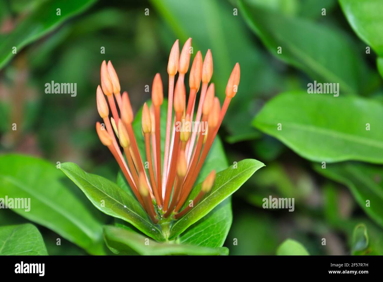 Closeup shot beautiful rubiaceae hi-res stock photography and images ...