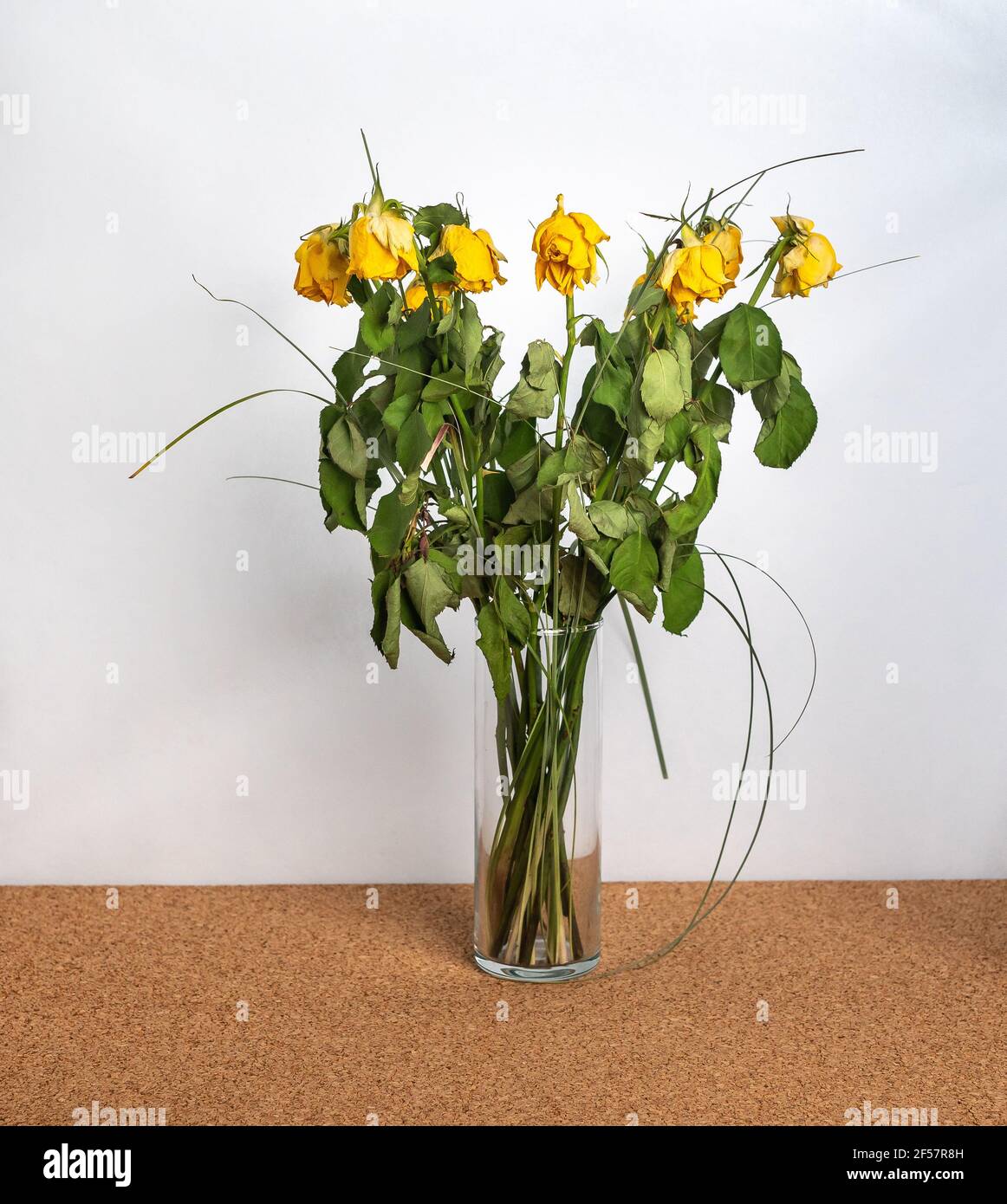 yellow roses withered in a vase, white background Stock Photo - Alamy