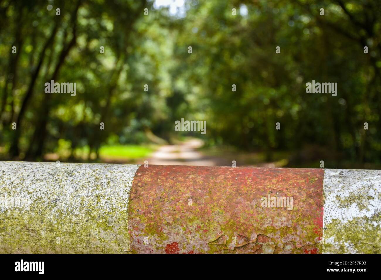 Discover the forest hi-res stock photography and images - Alamy