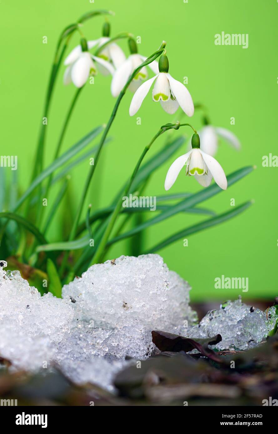 Tiny white snowdrop galanthus flowers in bloom Stock Photo - Alamy