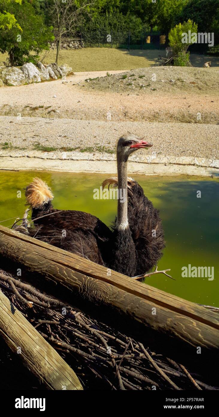 Portrait of an ostrich bird resting in the zoo pond Stock Photo - Alamy