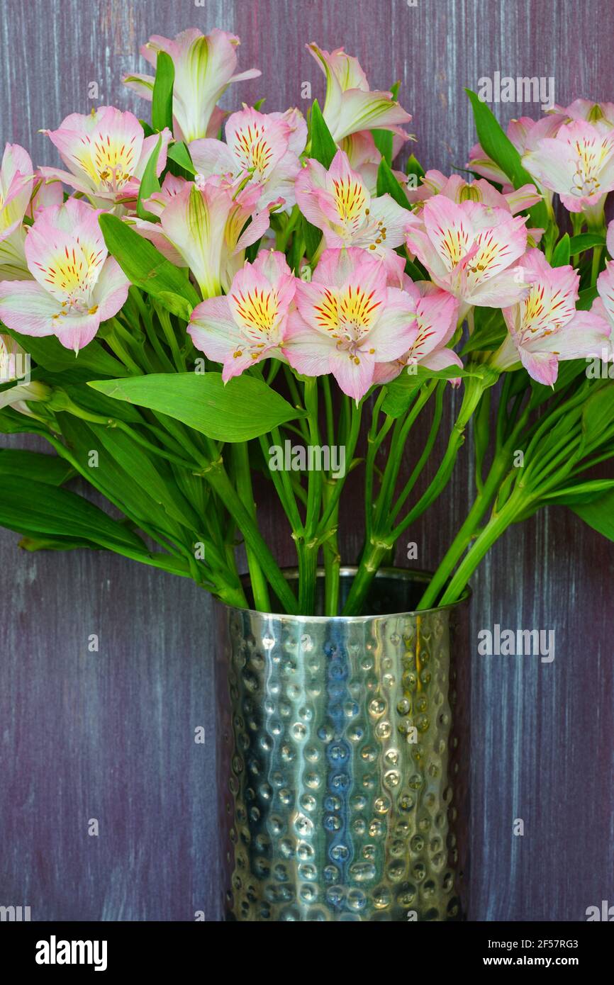 A bunch of white and pink Alstroemeria Lily of the Incas flowers Stock ...