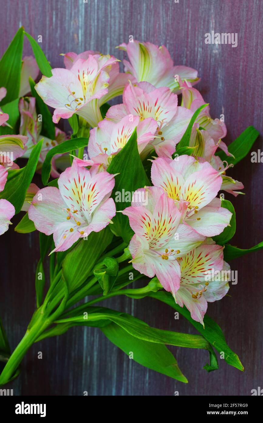 A bunch of white and pink Alstroemeria Lily of the Incas flowers Stock ...