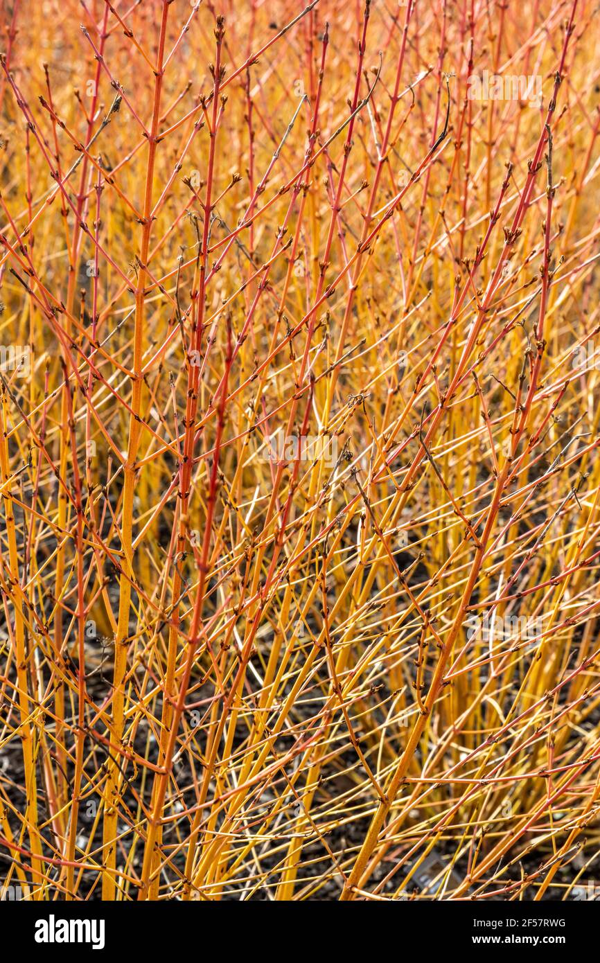 Portrait of Cornus sanguinea Anny's Winter Orange stems in winter Stock ...