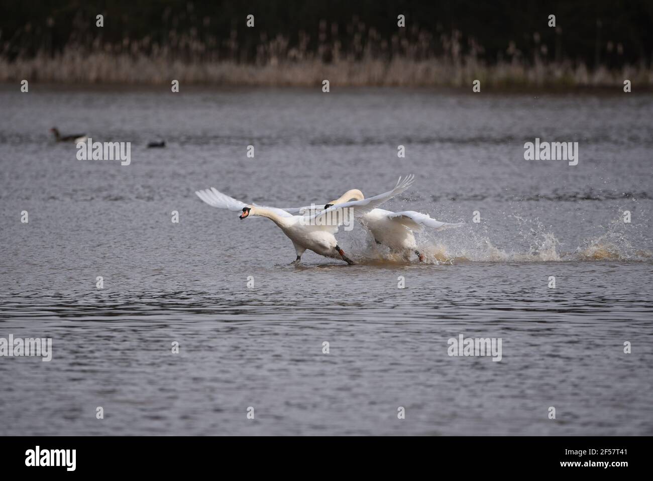 Two swans chasing hi-res stock photography and images - Alamy