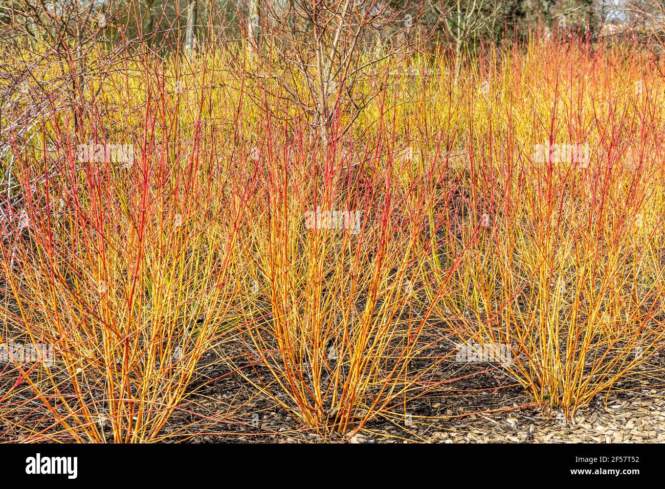 Cornus sanguinea winter beauty hi-res stock photography and images - Alamy