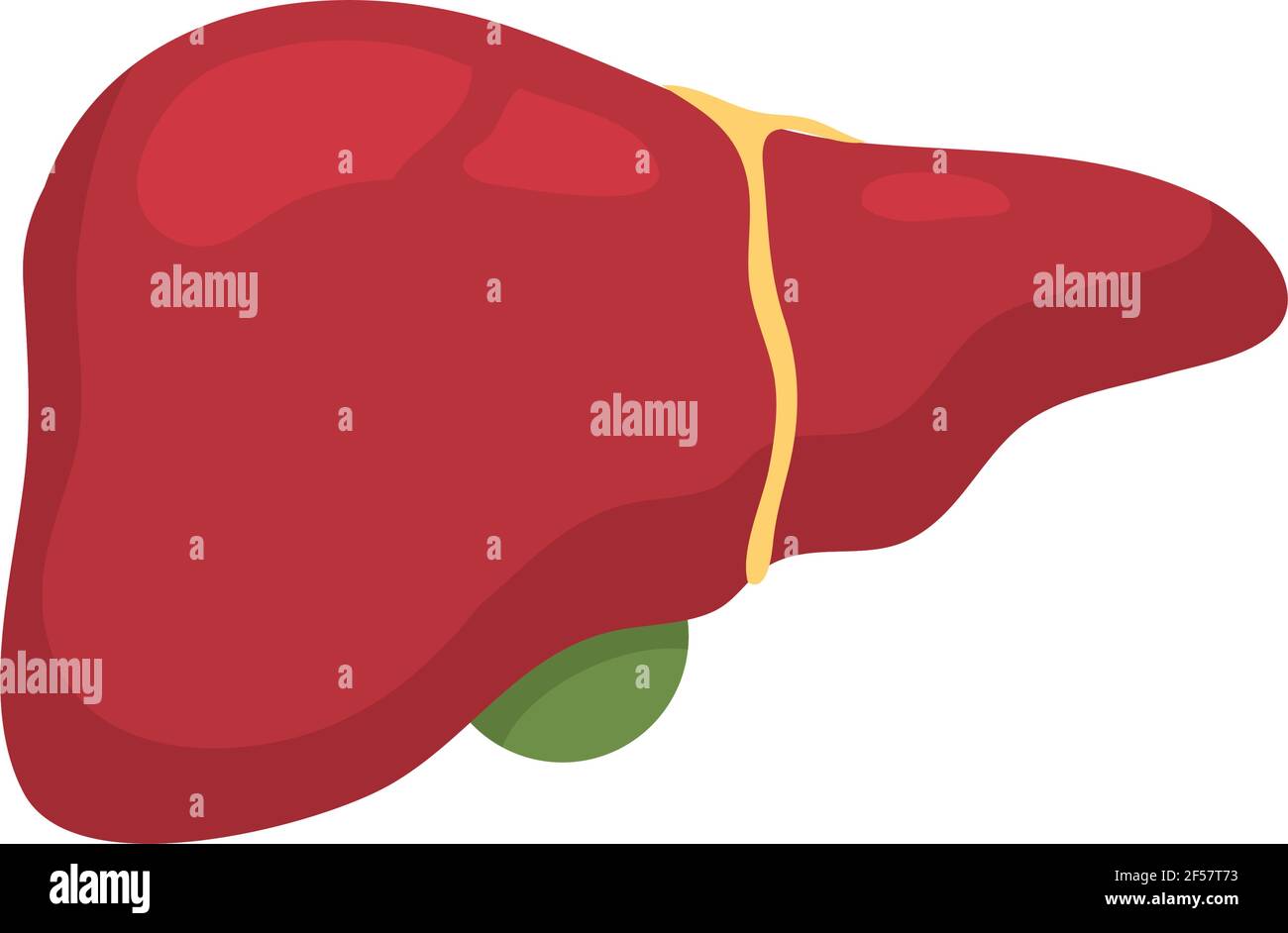 human liver organ on background Stock Vector Image & Art - Alamy