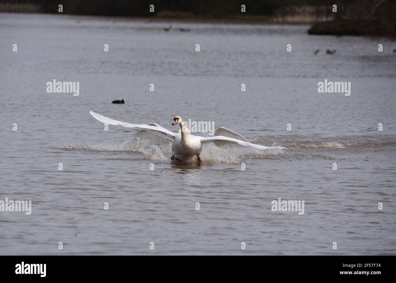 Mating swans hi-res stock photography and images - Alamy