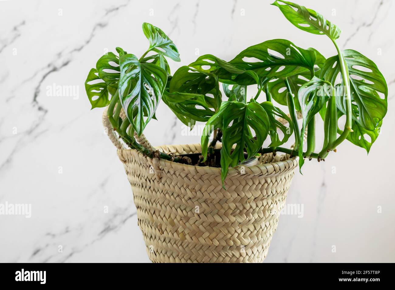 Tropical mini Monstera Monkey Mask potted in wicker straw basket ...