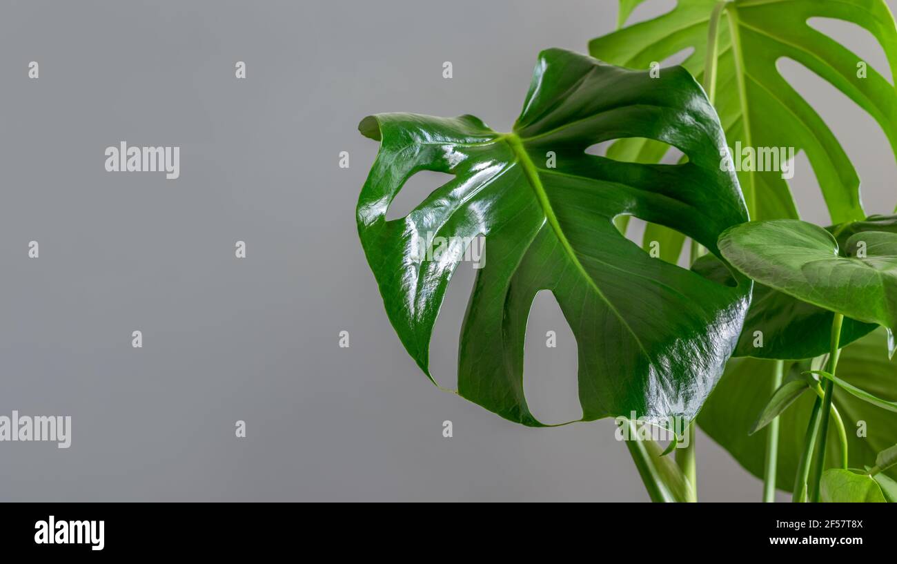 Monstera deliciosa on the gray background closeup. Perforated green ...