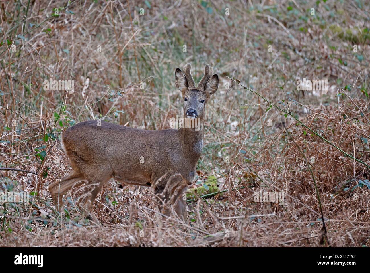 Male roe deer hi-res stock photography and images - Alamy