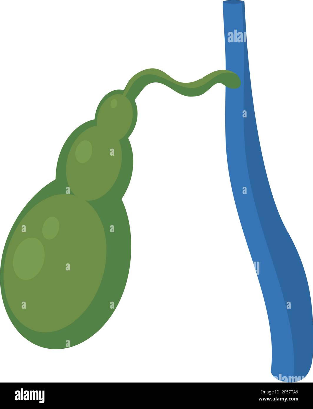 human gallbladder on white background Stock Vector Image & Art - Alamy