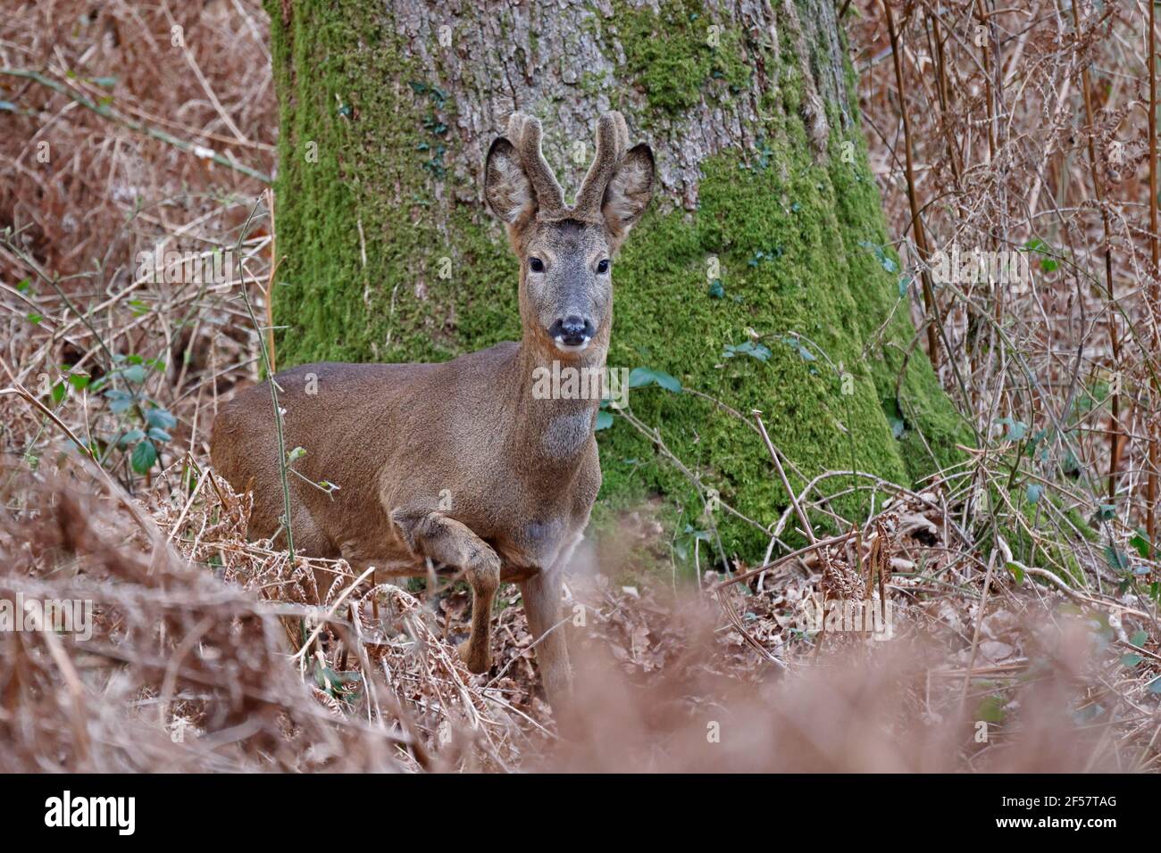 Male Roe Deer Forest of Dean UK Stock Photo - Alamy