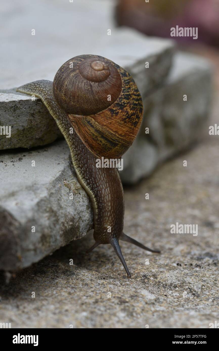 Step gardening hi-res stock photography and images - Alamy