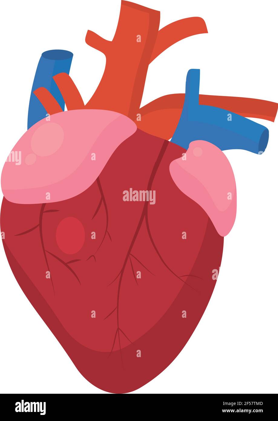 human heart organ on background Stock Vector Image & Art - Alamy