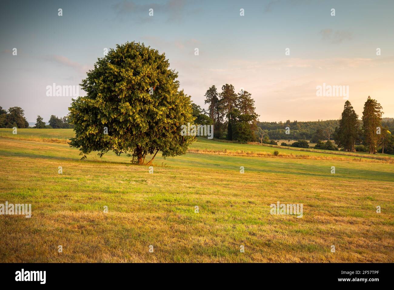 Casts tree shadow hi-res stock photography and images - Alamy
