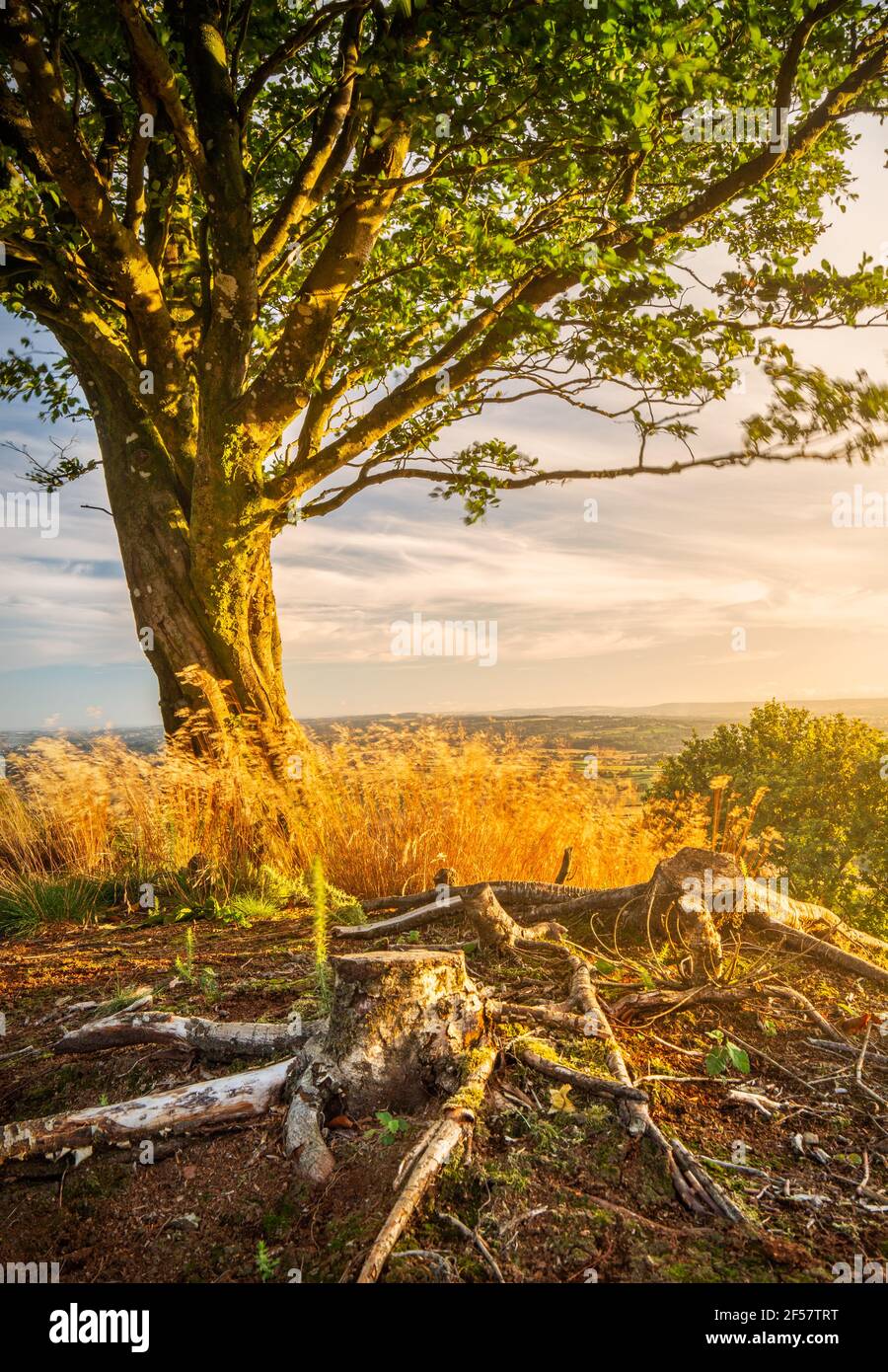 Singular tree hi-res stock photography and images - Alamy