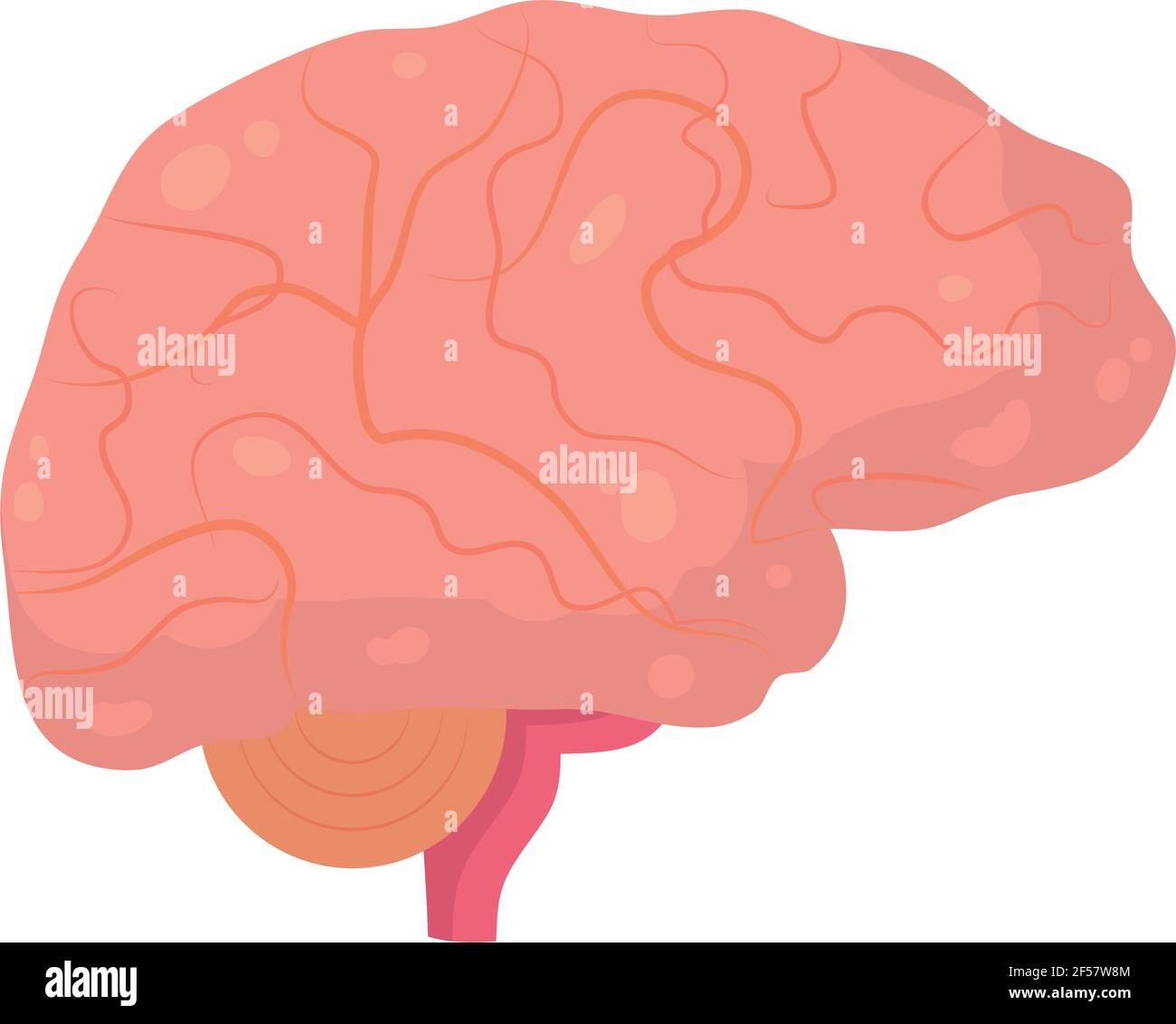 human brain organ on background Stock Vector Image & Art - Alamy