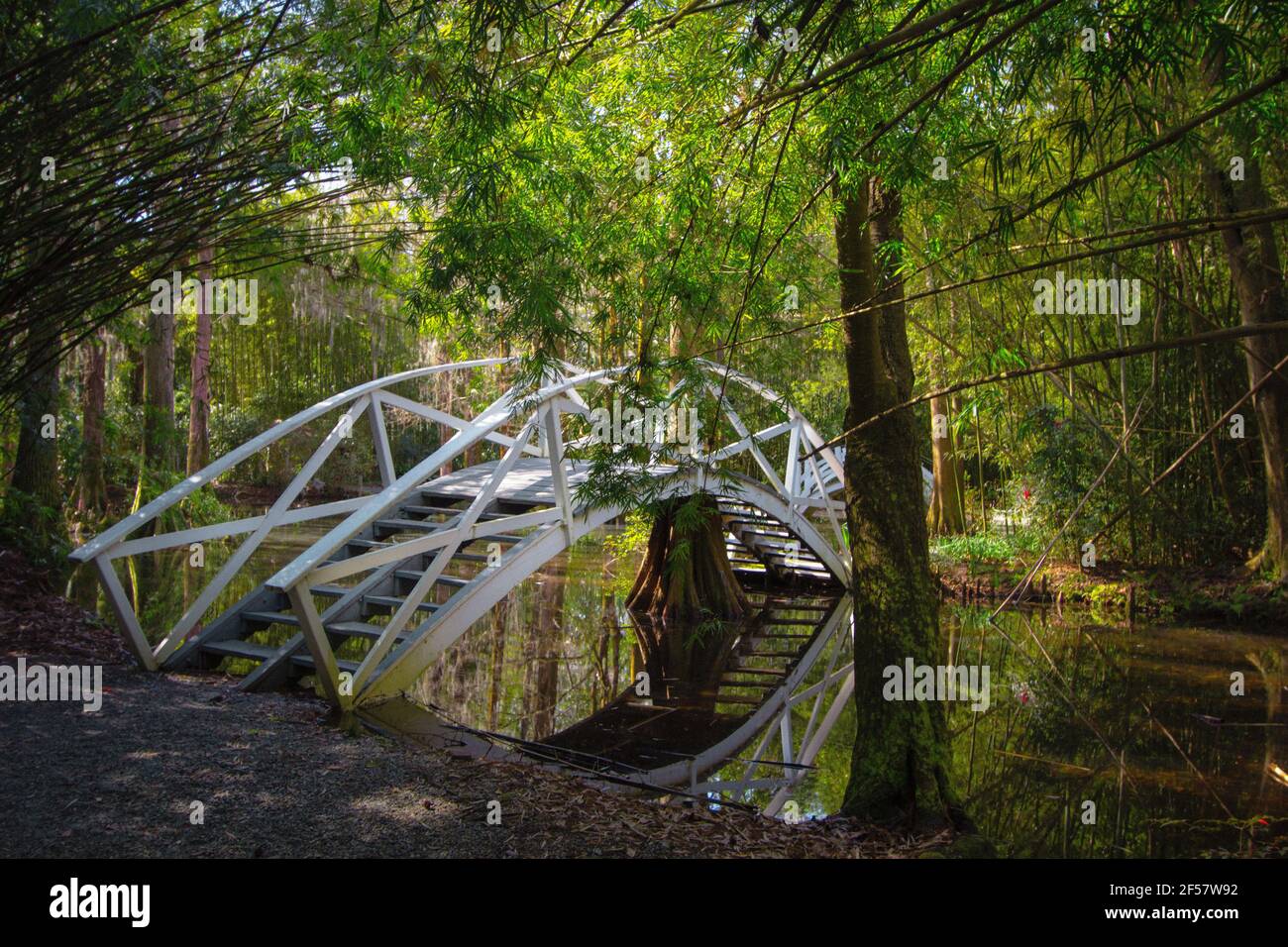White wooden footbridge over a blackwater swamp at Magnolia Plantation ...