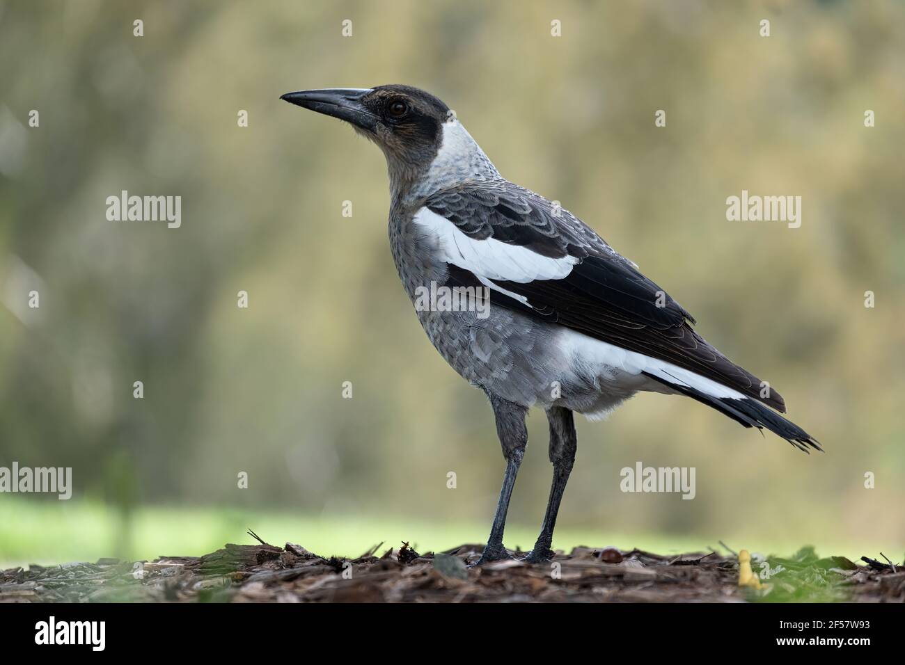 A juvenile Australia magpie Stock Photo - Alamy