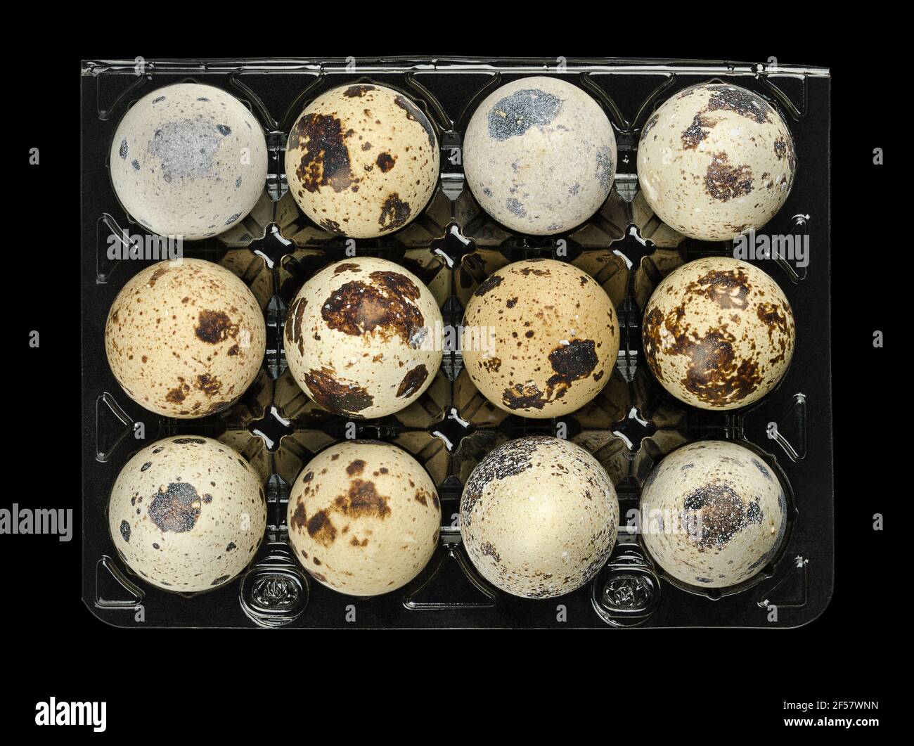 Coturnix quail box hi-res stock photography and images - Alamy