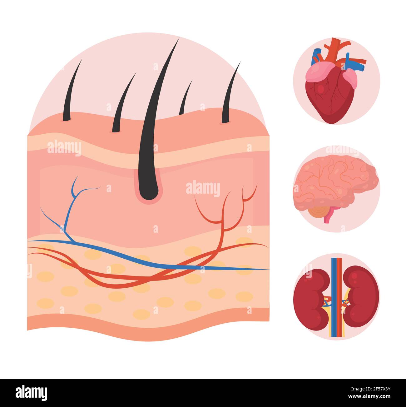 skin and human organs set Stock Vector Image & Art - Alamy